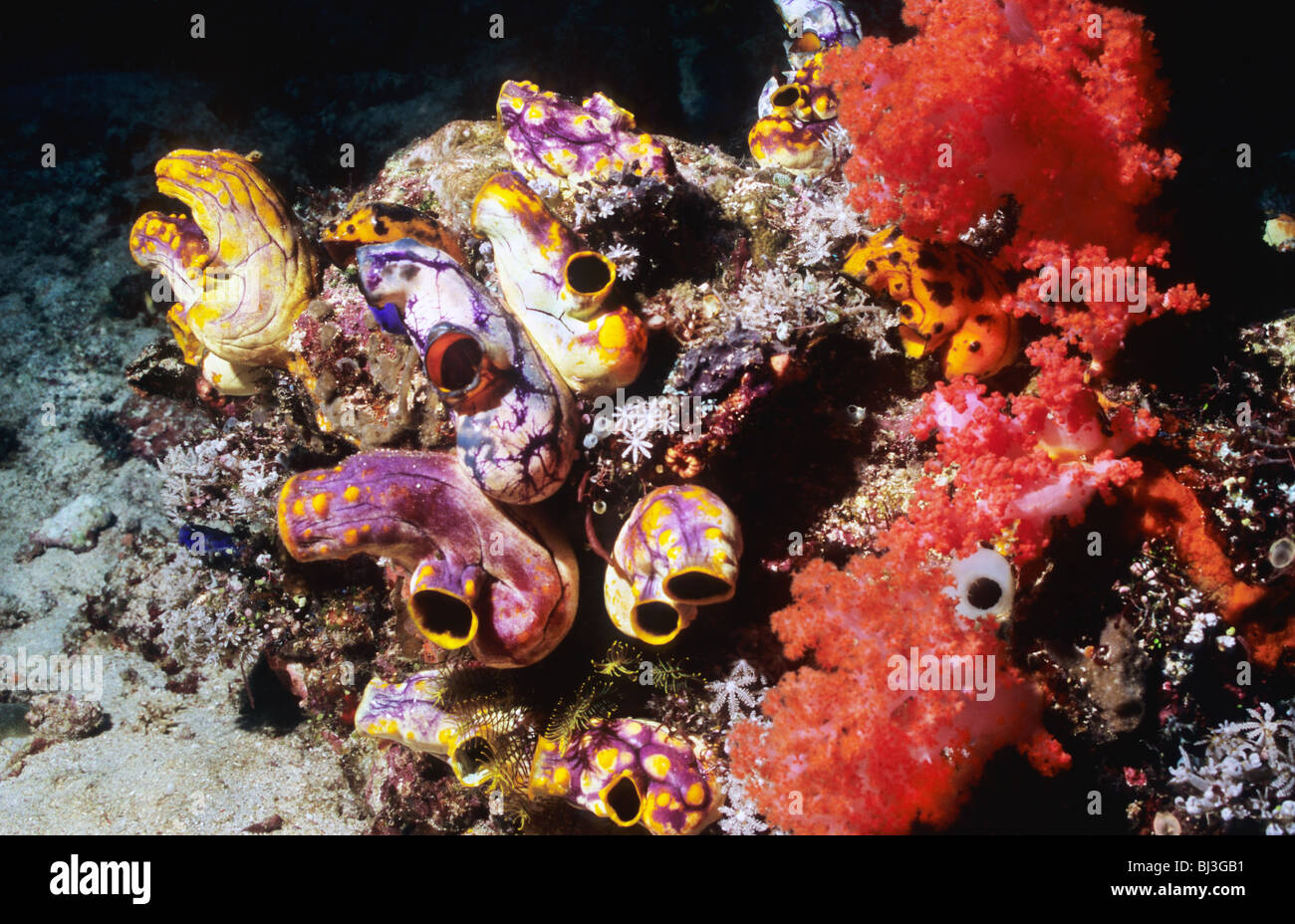 Golden Sea Squirts. Polycarpa Aurata. Tunicates. Underwater in the ...
