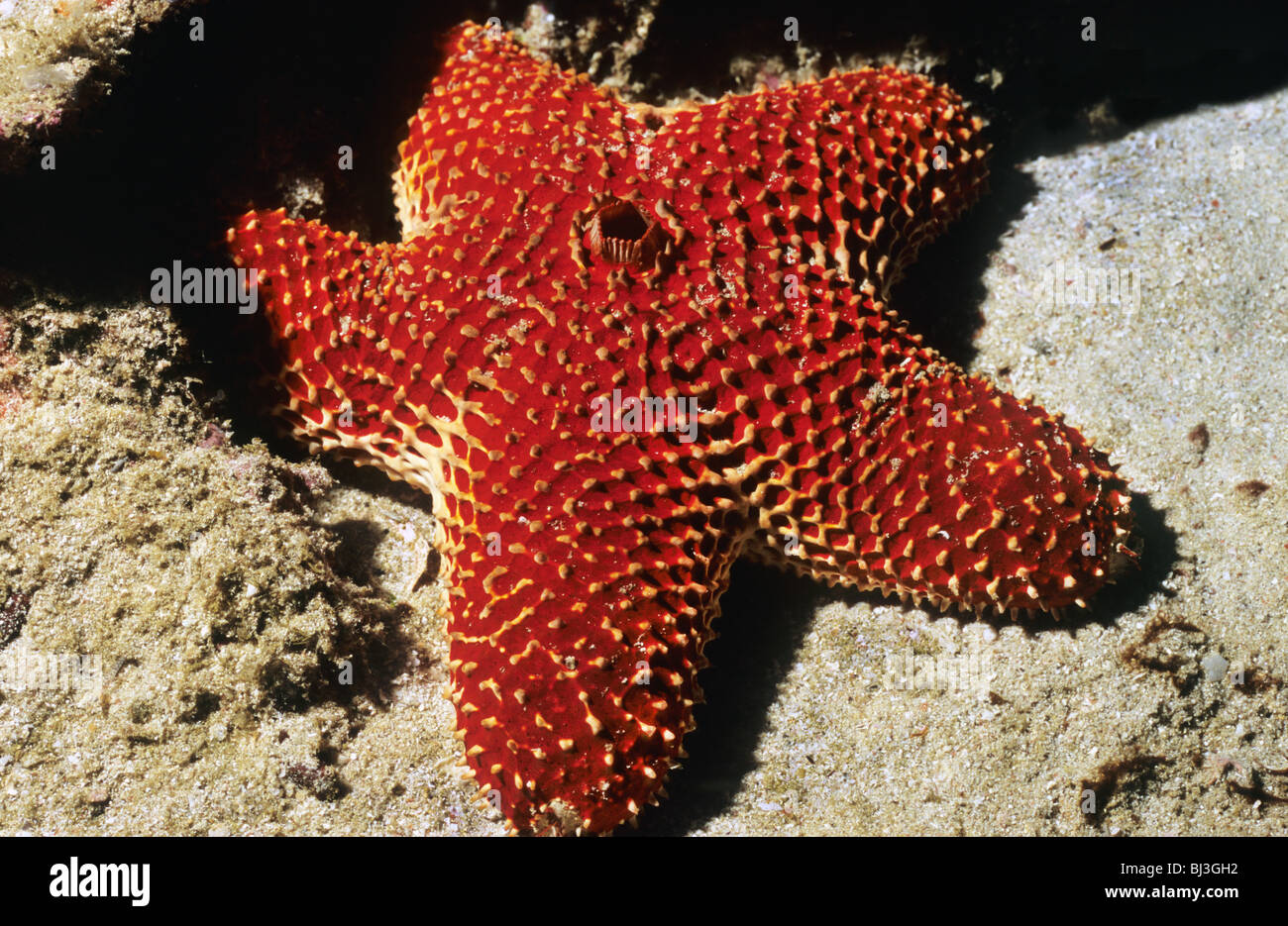 Star fish komodo indonesia asia hi-res stock photography and images - Alamy
