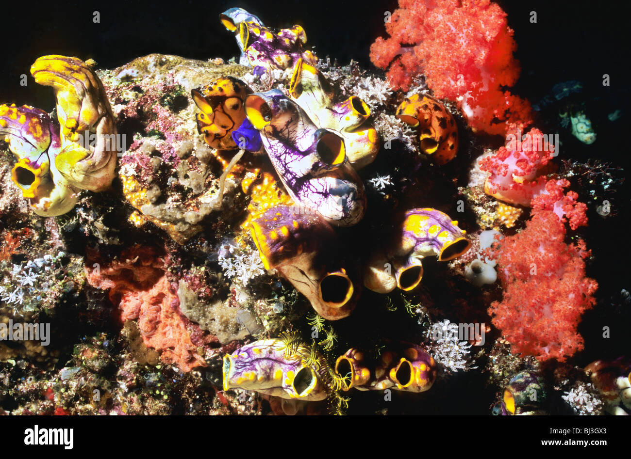 Golden Sea Squirts. Polycarpa Aurata. Tunicates. Underwater in the ...