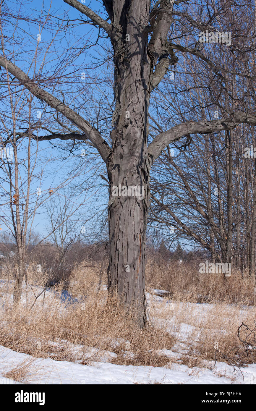 Hickory tree hi-res stock photography and images - Alamy