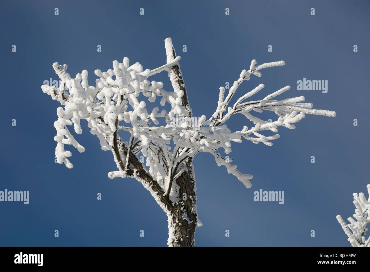 Snowy tree, winter, Canada Stock Photo - Alamy