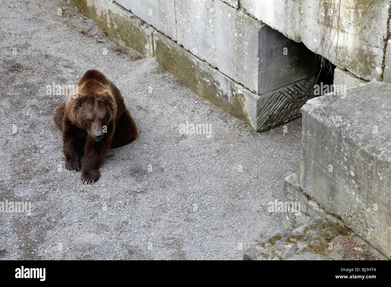 Bear in the bear pit (Bärengraben) in Bern, Sitzerland Stock Photo - Alamy