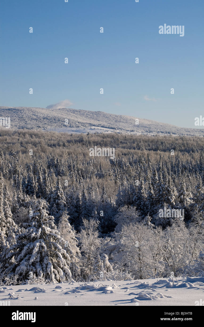 Snowy forest in winter, Canada Stock Photo - Alamy