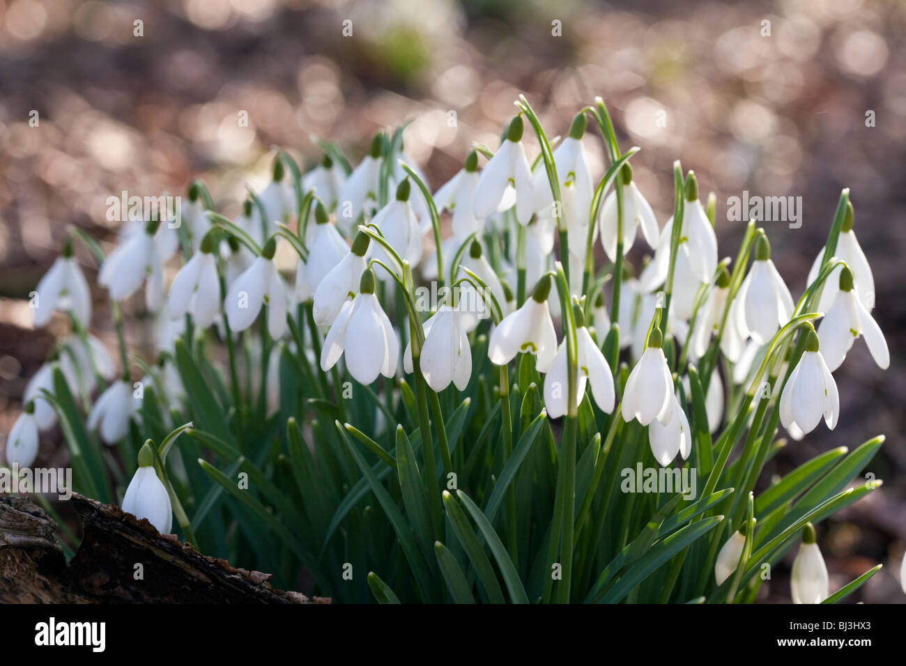 Snowdrops in spring sun shining on these lovely flowers, white buds on ...