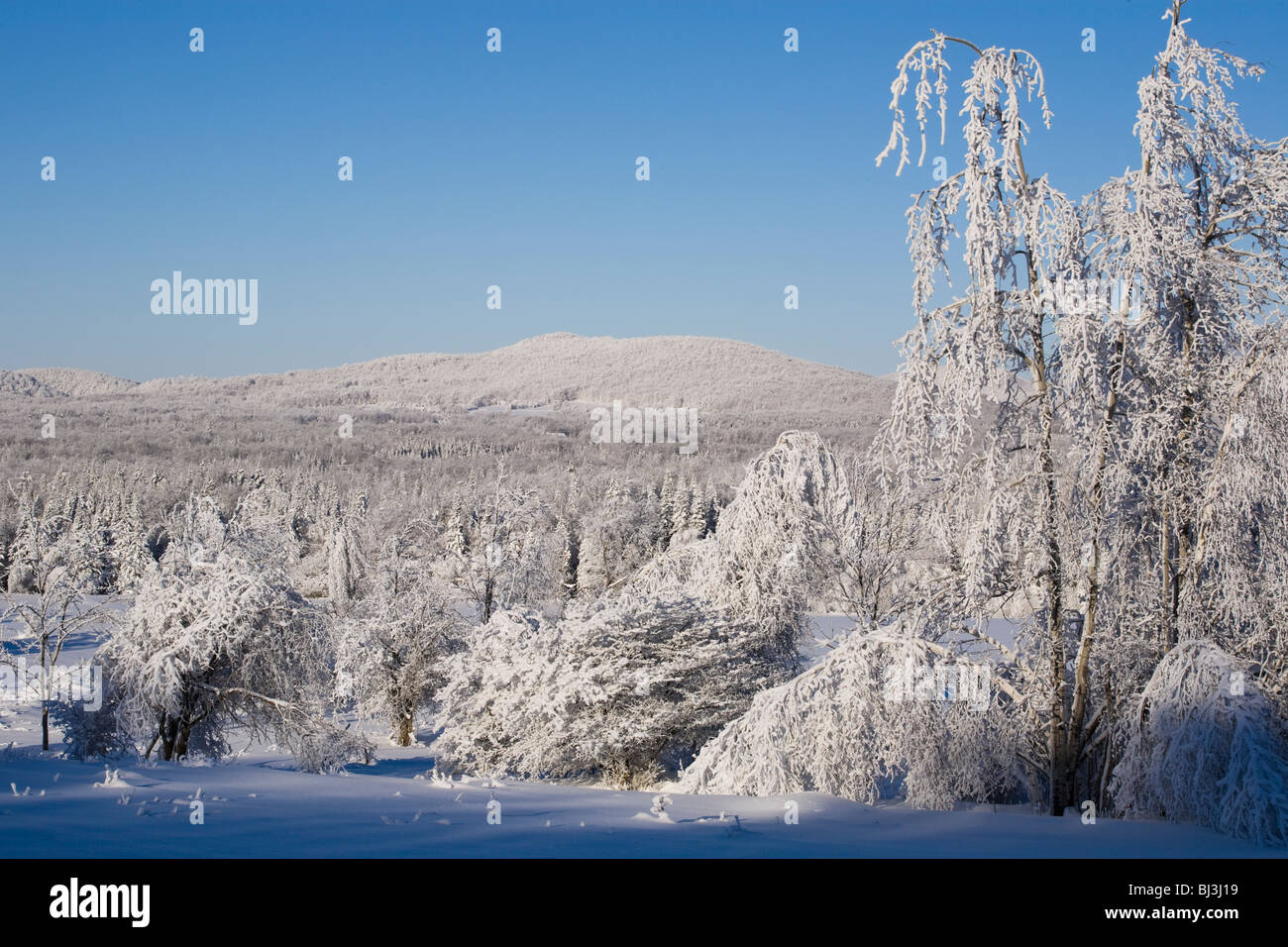 Snowy landscape in winter, Canada Stock Photo - Alamy