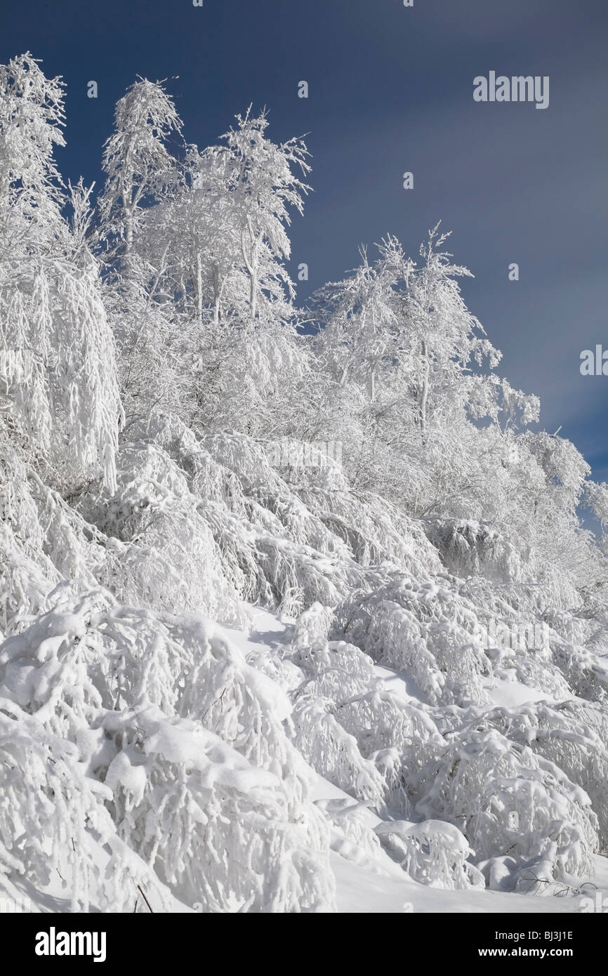 Snowy trees, winter, Canada Stock Photo - Alamy