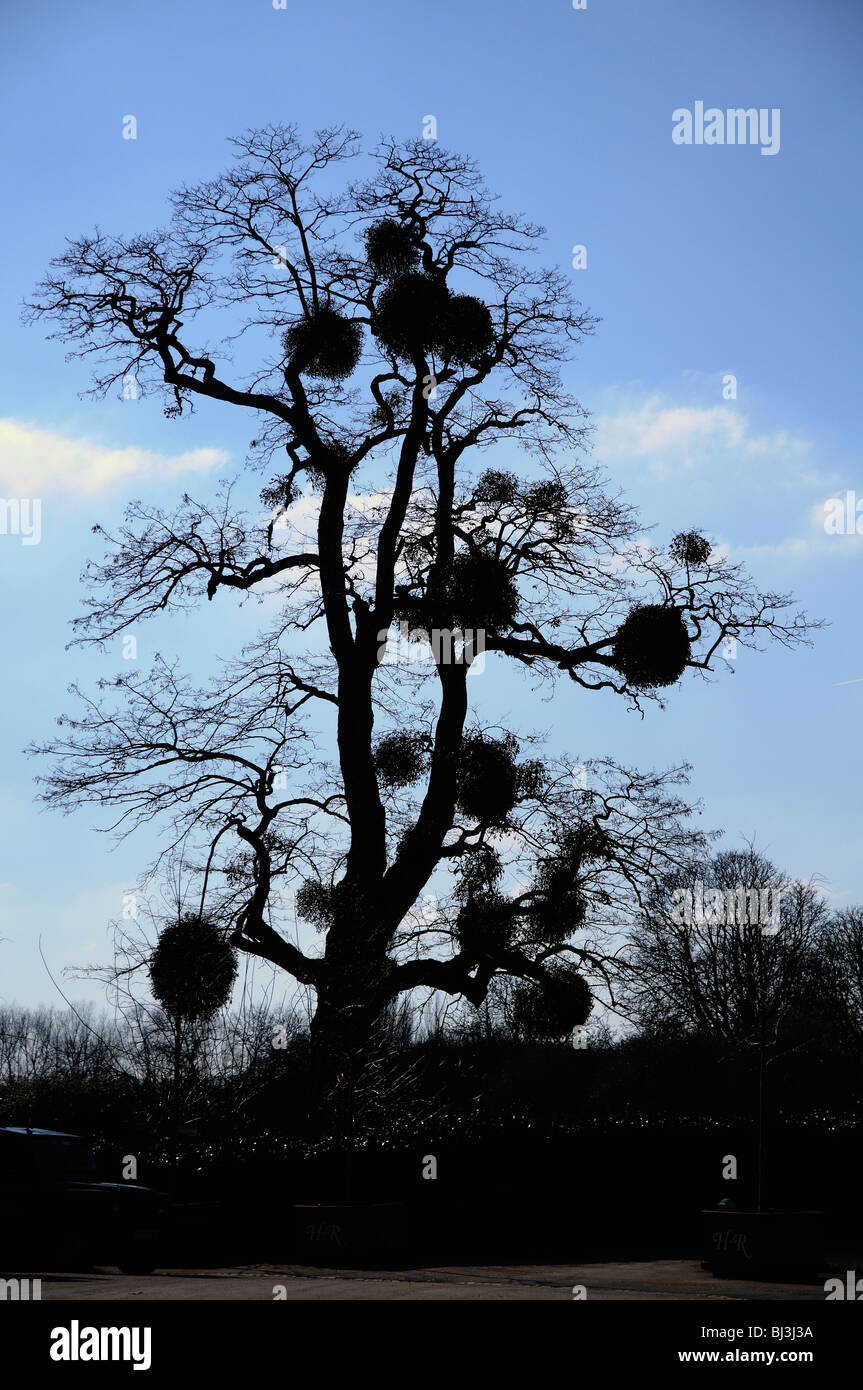 Mistletoe tree hi-res stock photography and images - Alamy