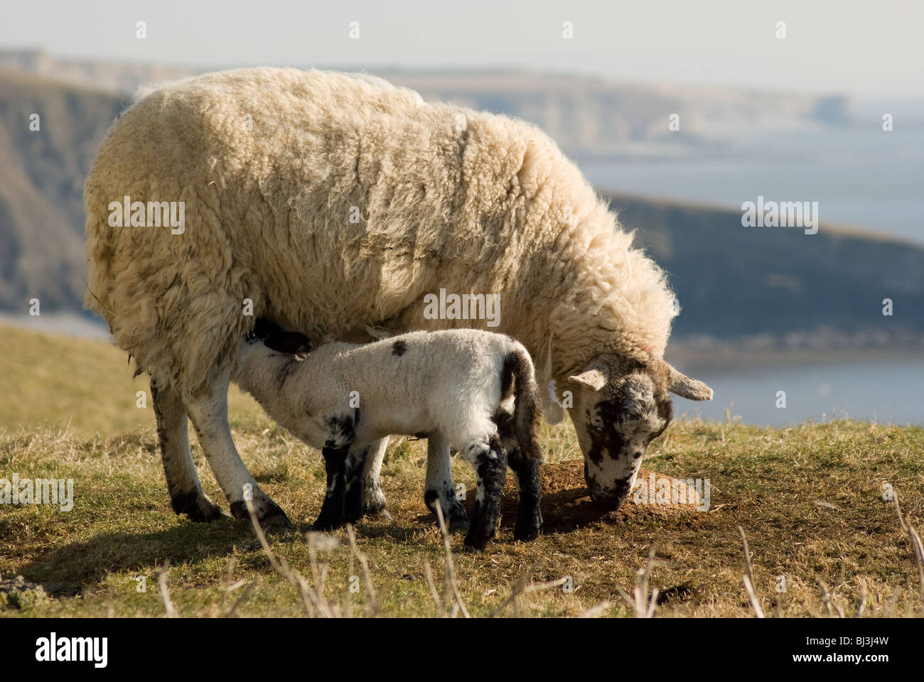 Spring Lamb Feeding Stock Photo - Alamy