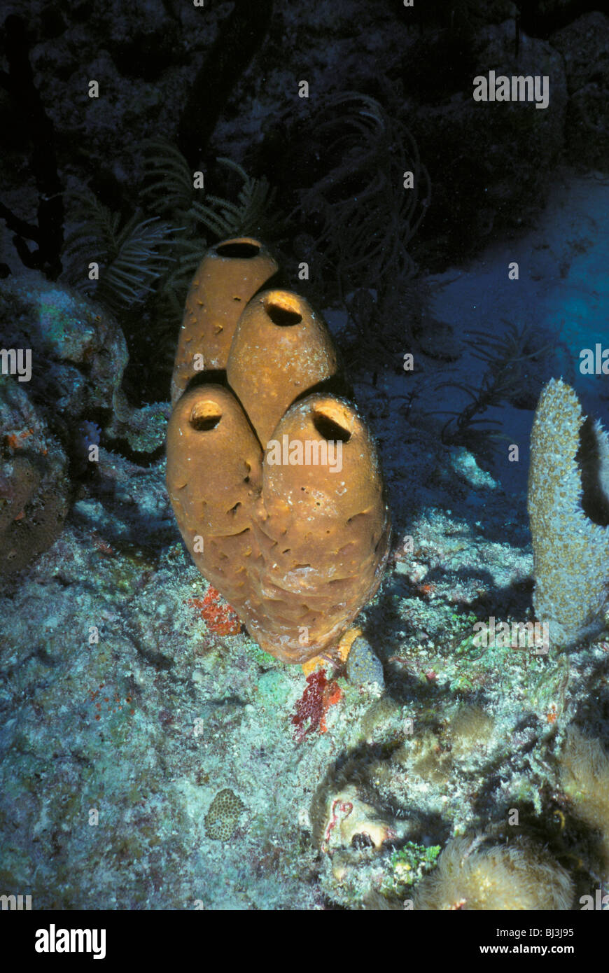 Branching Tube Sponge High Resolution Stock Photography and Images - Alamy