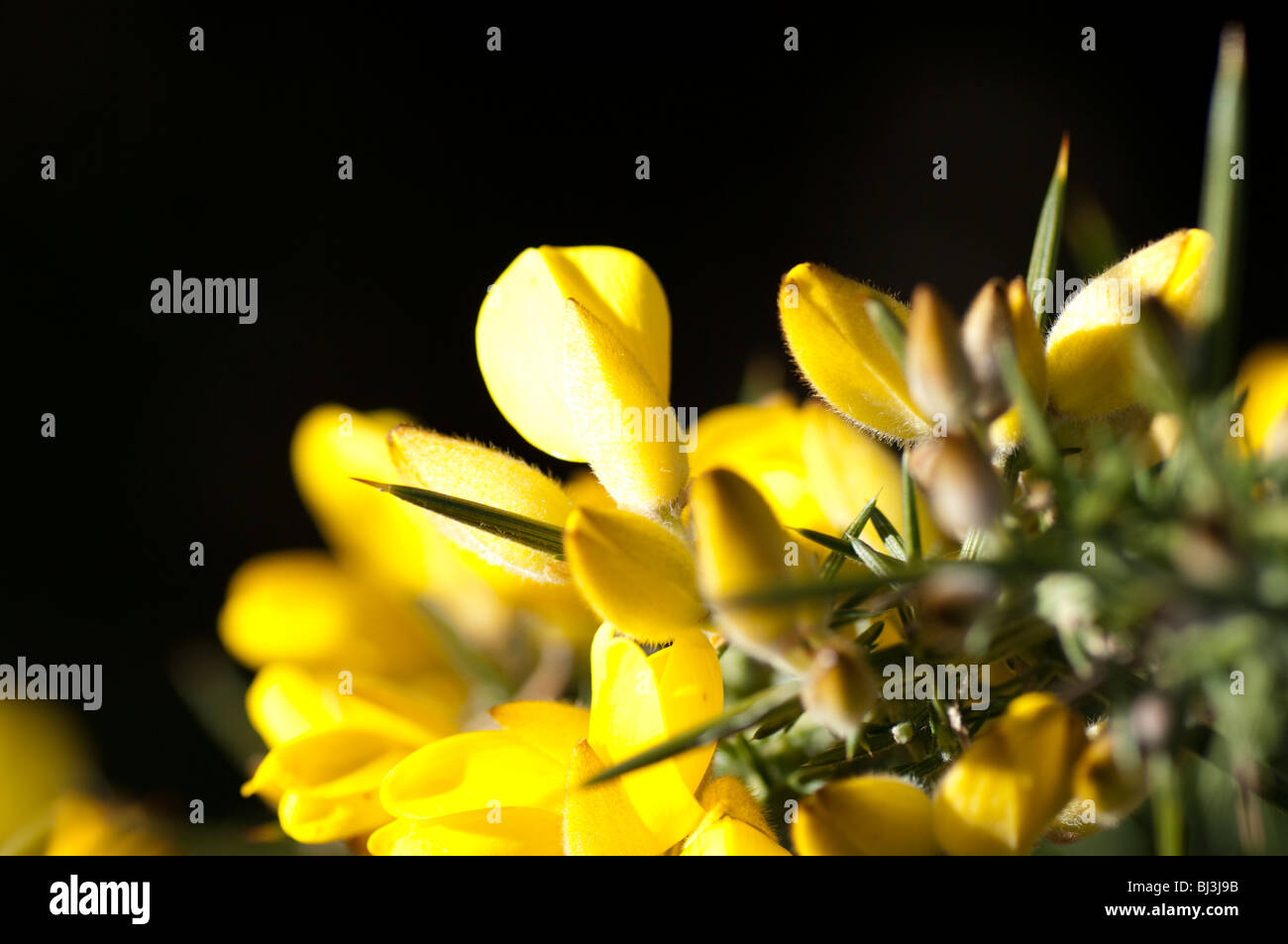 Gorse flowers hi-res stock photography and images - Alamy