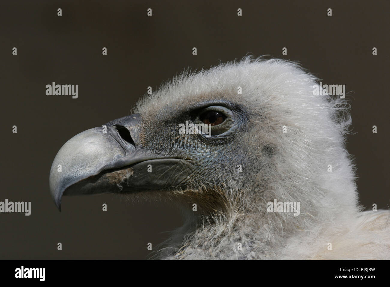 Griffon vulture germany hi-res stock photography and images - Alamy