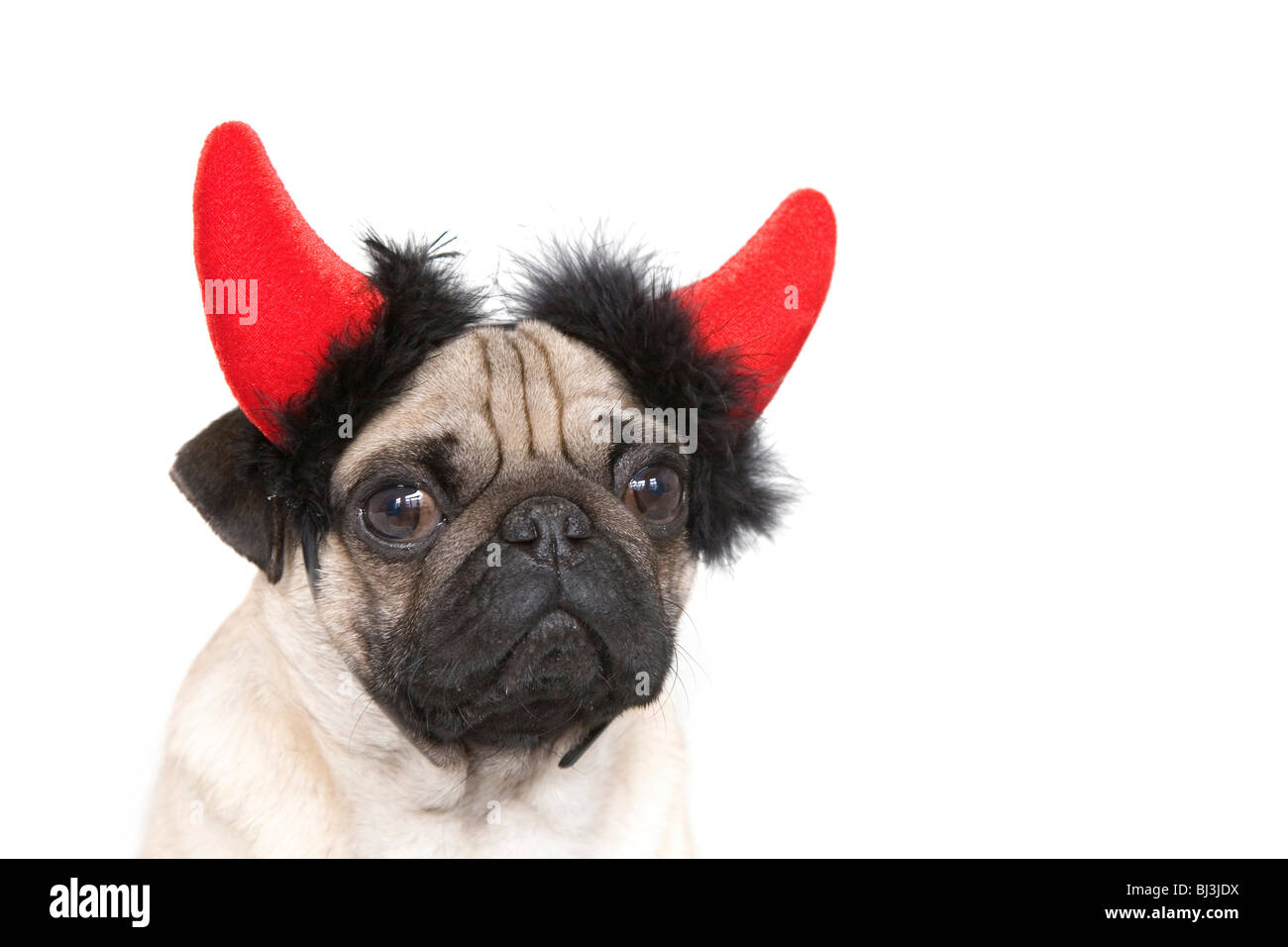 Devil pups hi-res stock photography and images - Alamy