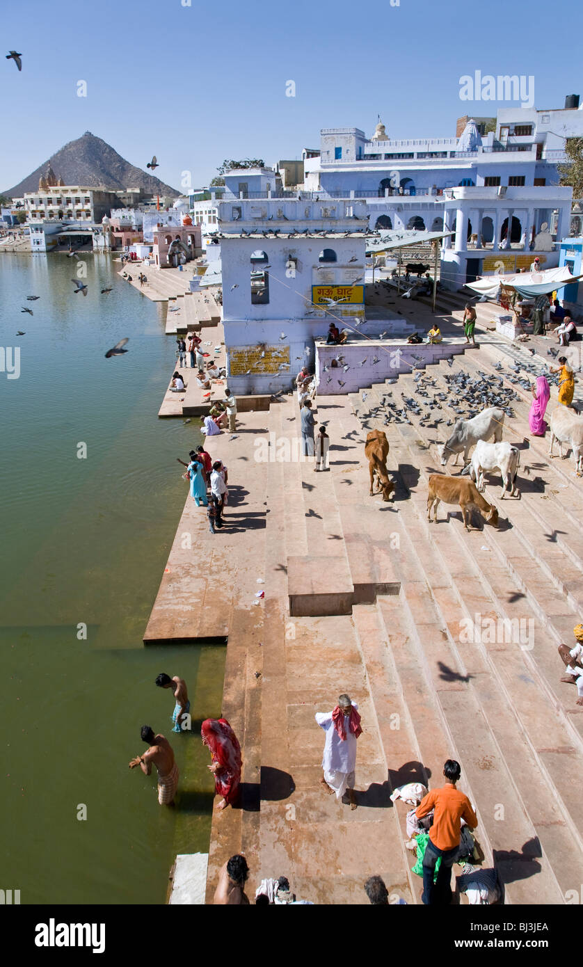 Hindu pilgrims making the ritual puja. Gau Ghat. Pushkar Lake ...