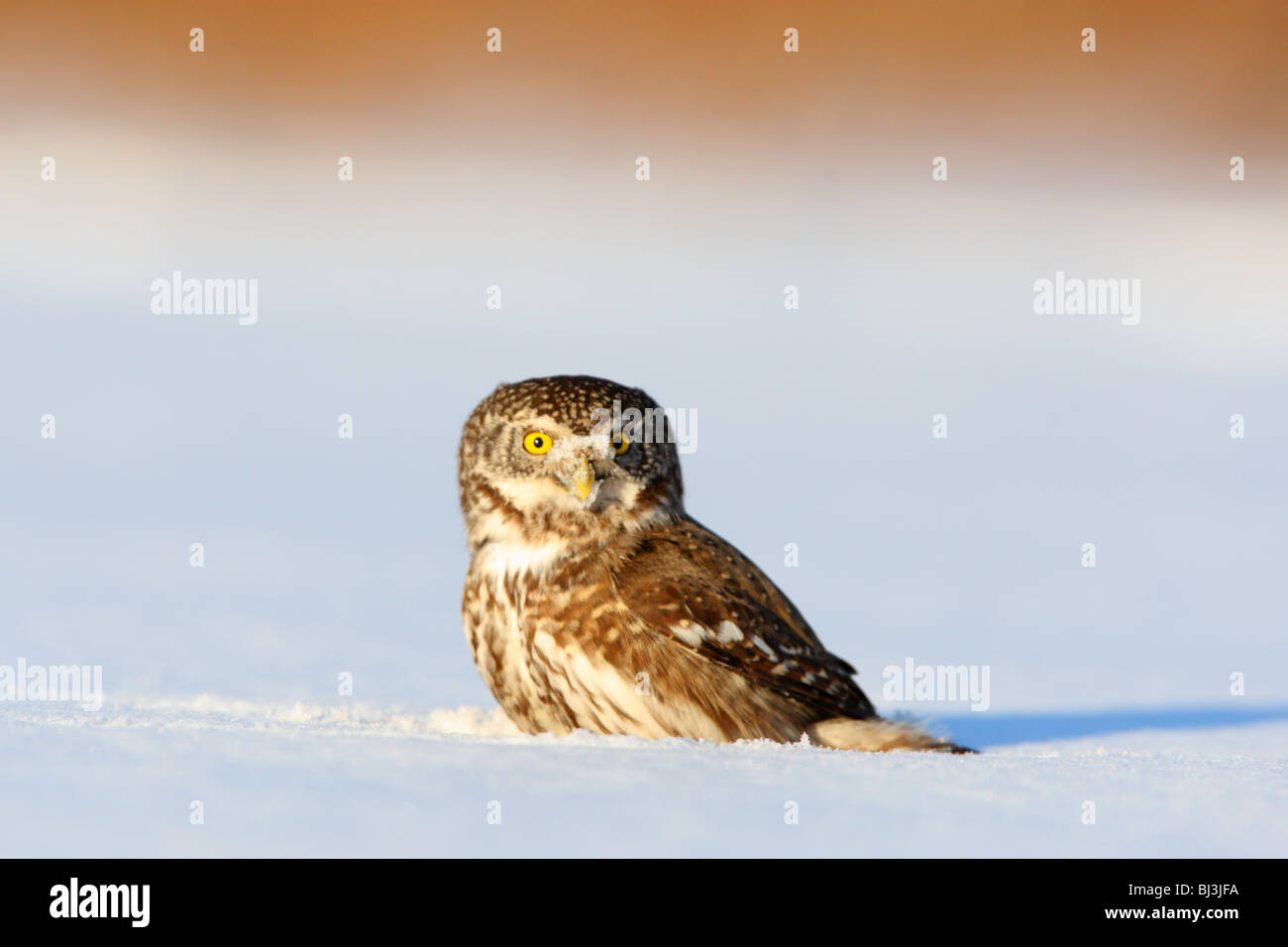 Pygmy Owl (Glaucidium passerinum) on snow Stock Photo - Alamy