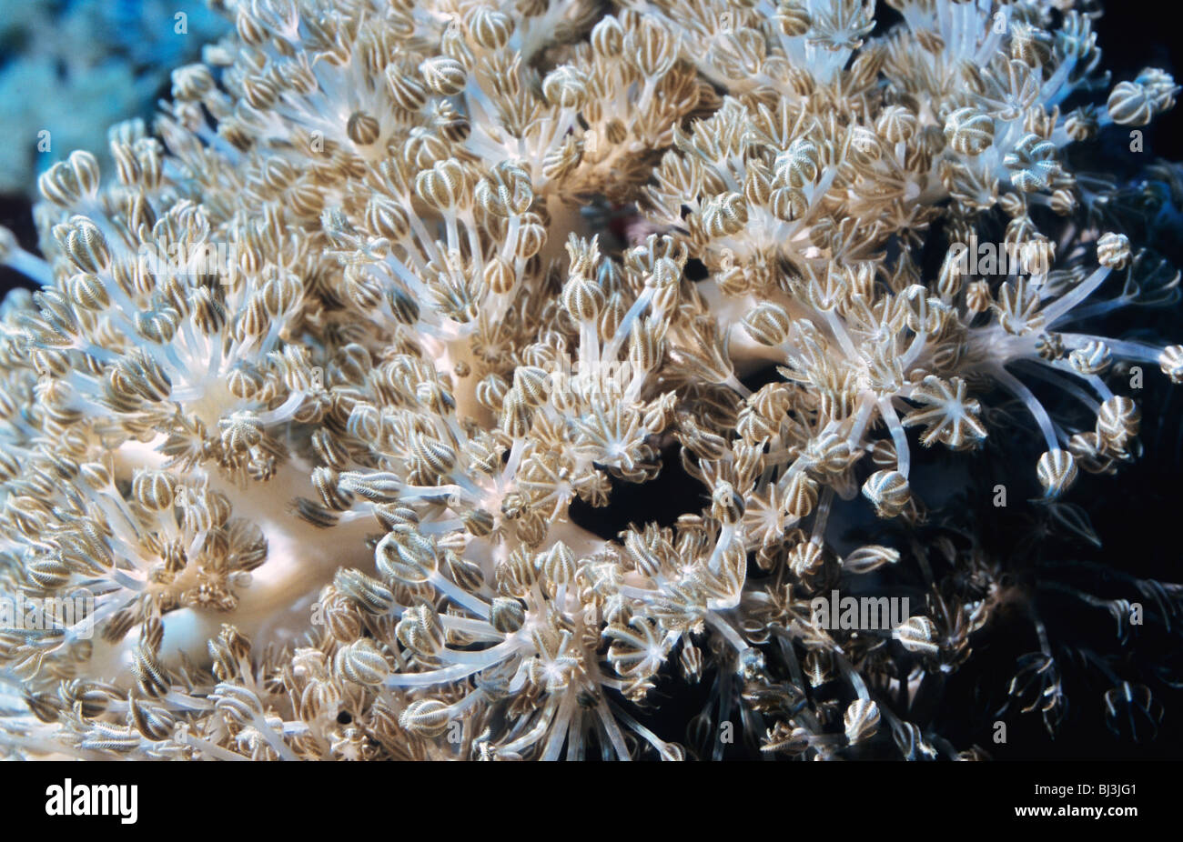 Coral. Flower coral. Heteroxenia sp., underwater in the Flores Sea ...