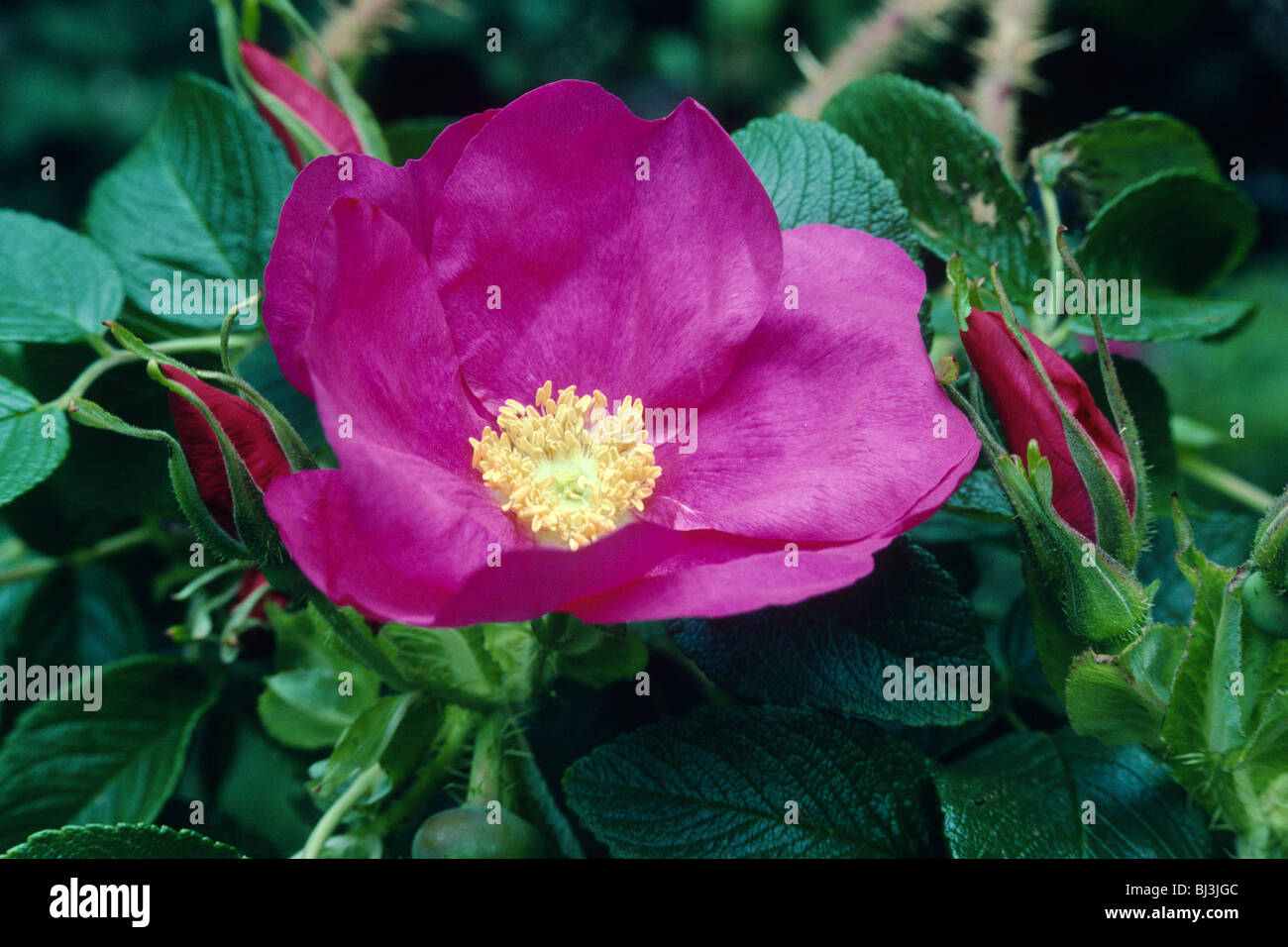 Wild nootka rose (Rosa nutkana Stock Photo - Alamy