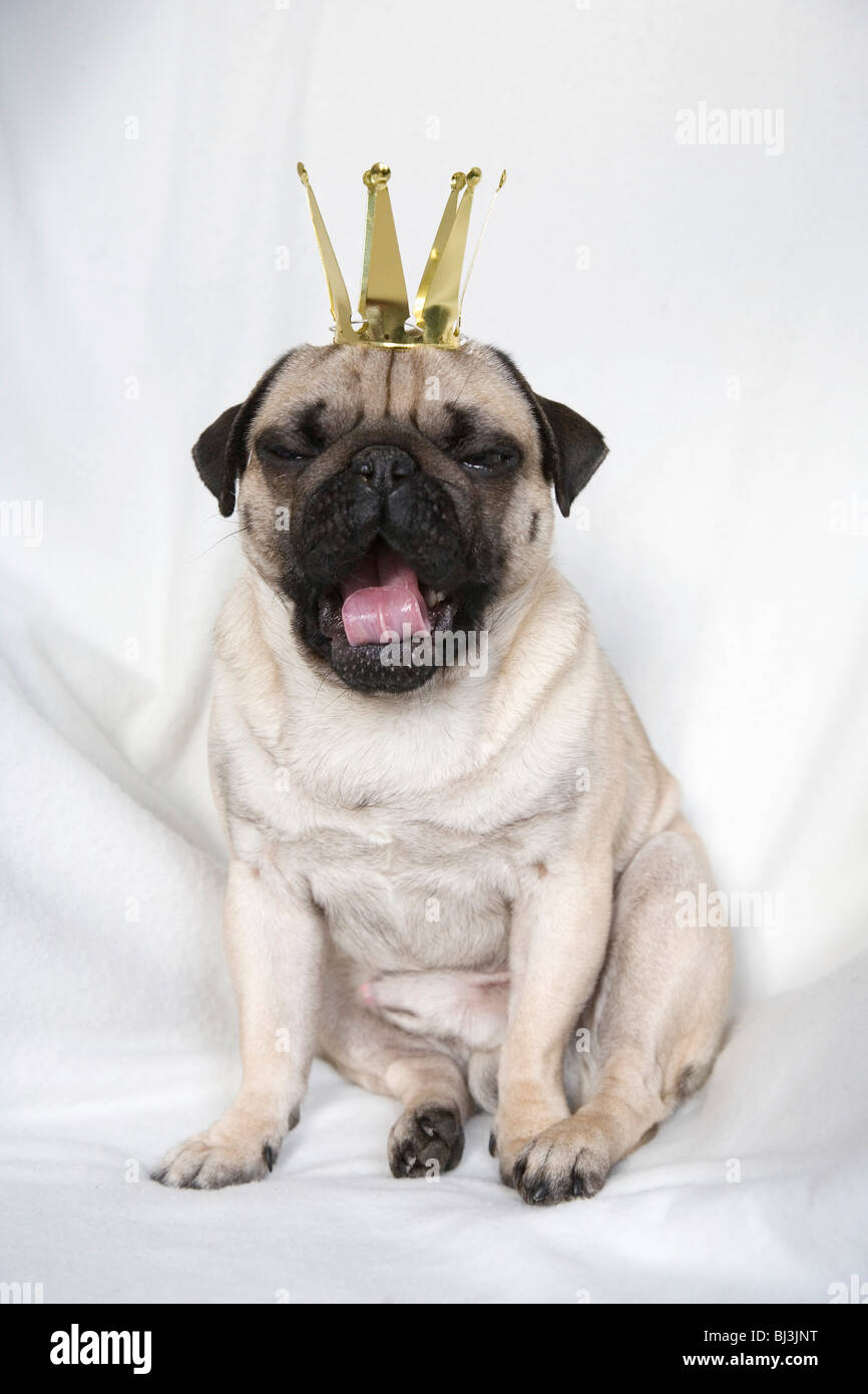 Young pug with crown yawning Stock Photo - Alamy