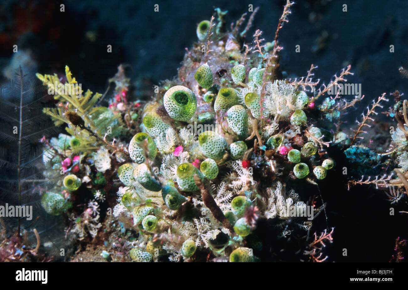 Hydroids High Resolution Stock Photography and Images - Alamy