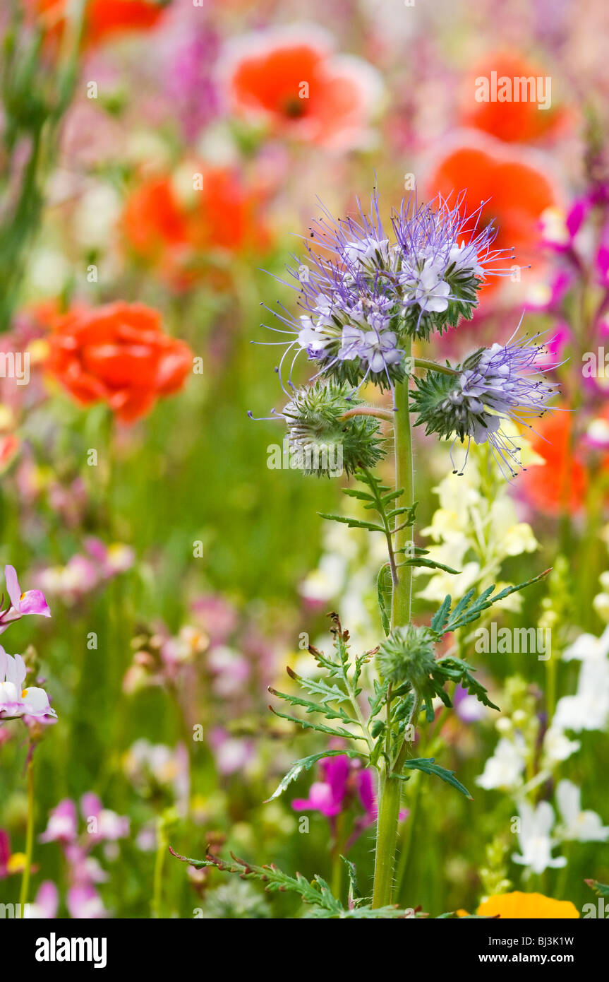 Many species of colourful wild flowers in a meadow Stock Photo - Alamy