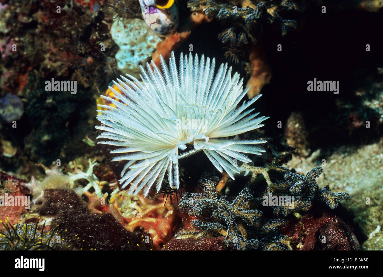 Feather star, white coloured, underwater in the Flores Sea. Komodo ...