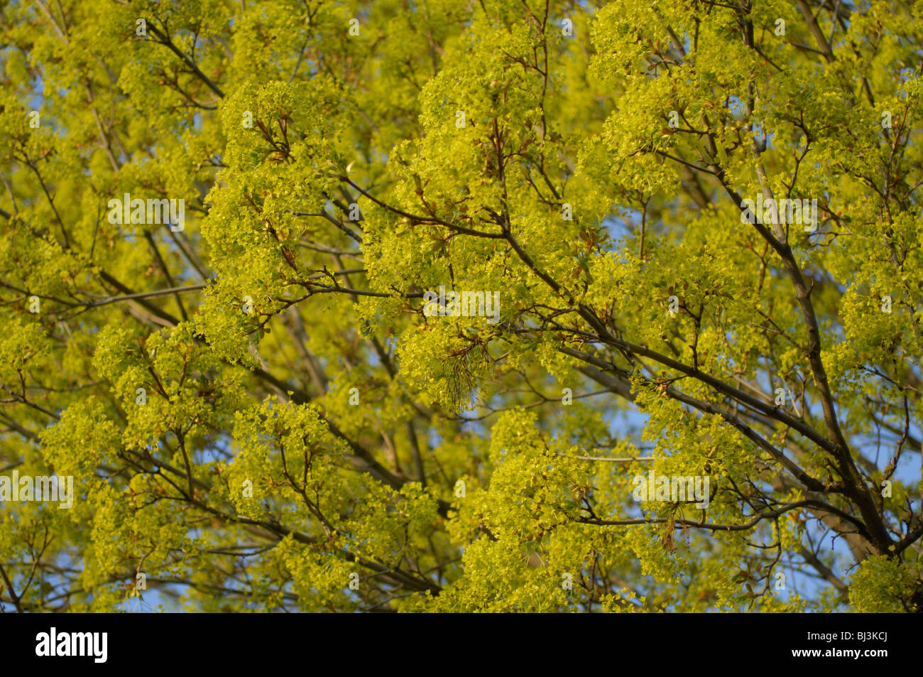 Flowers, maple tree Stock Photo - Alamy