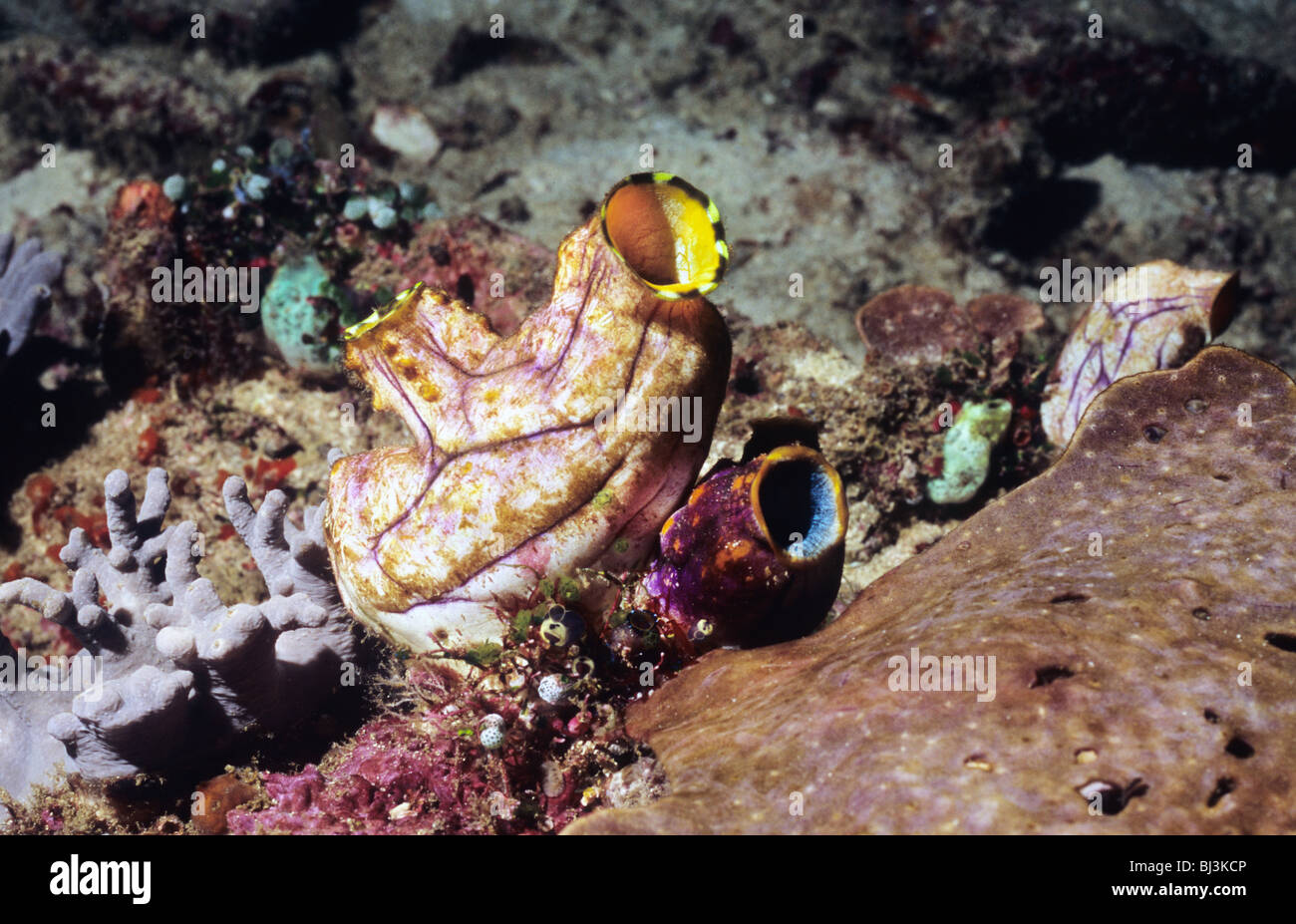 Golden Sea Squirts. Polycarpa Aurata. Tunicates. Underwater in the ...