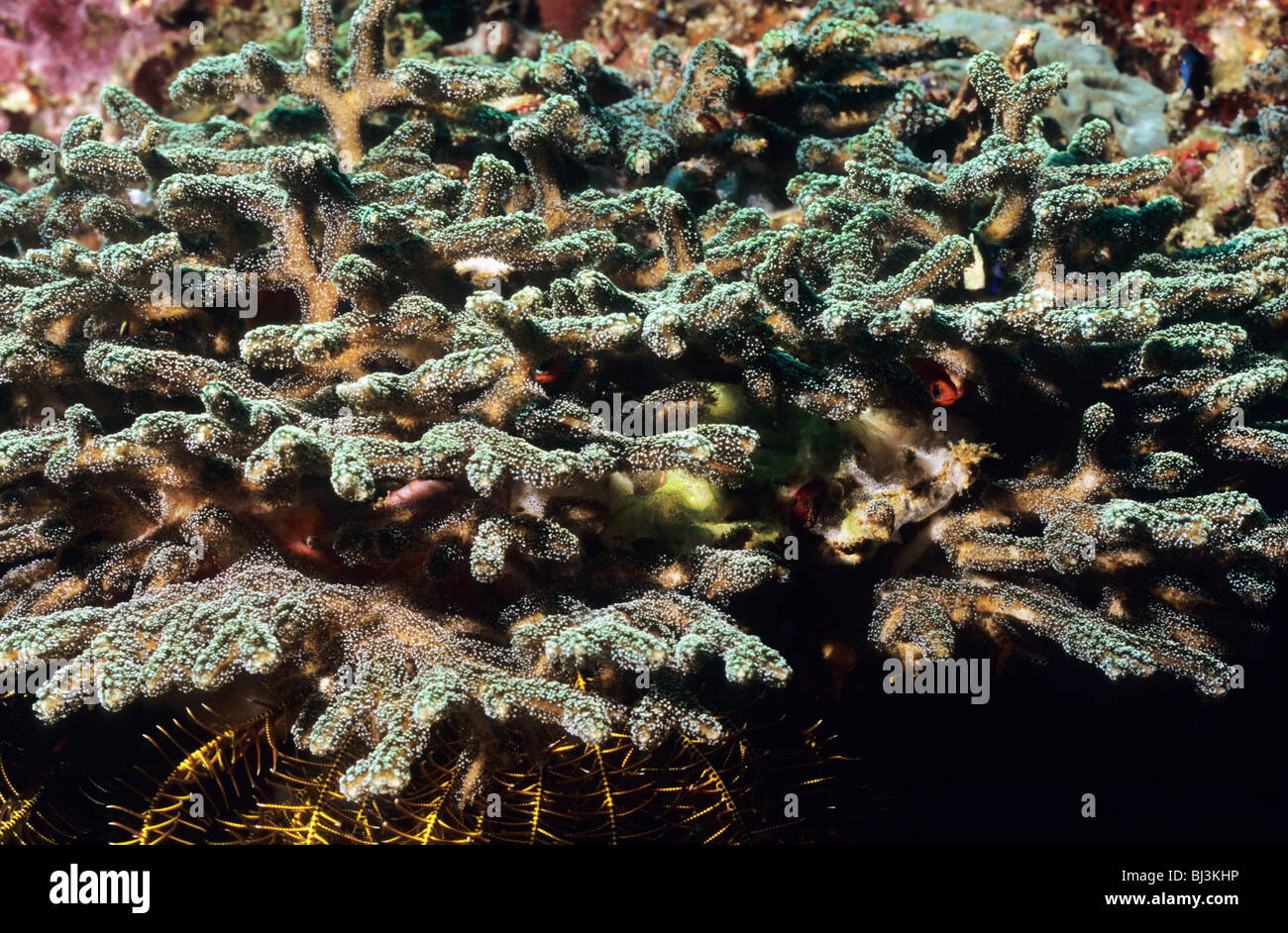 Coral. Underwater in the Flores Sea. Komodo National Park. Underwater ...