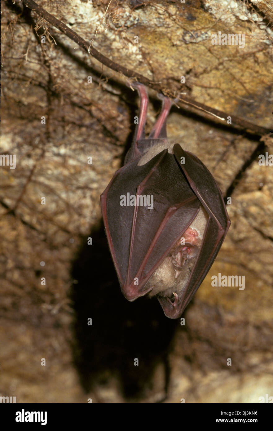 Hibernating bats hi-res stock photography and images - Alamy