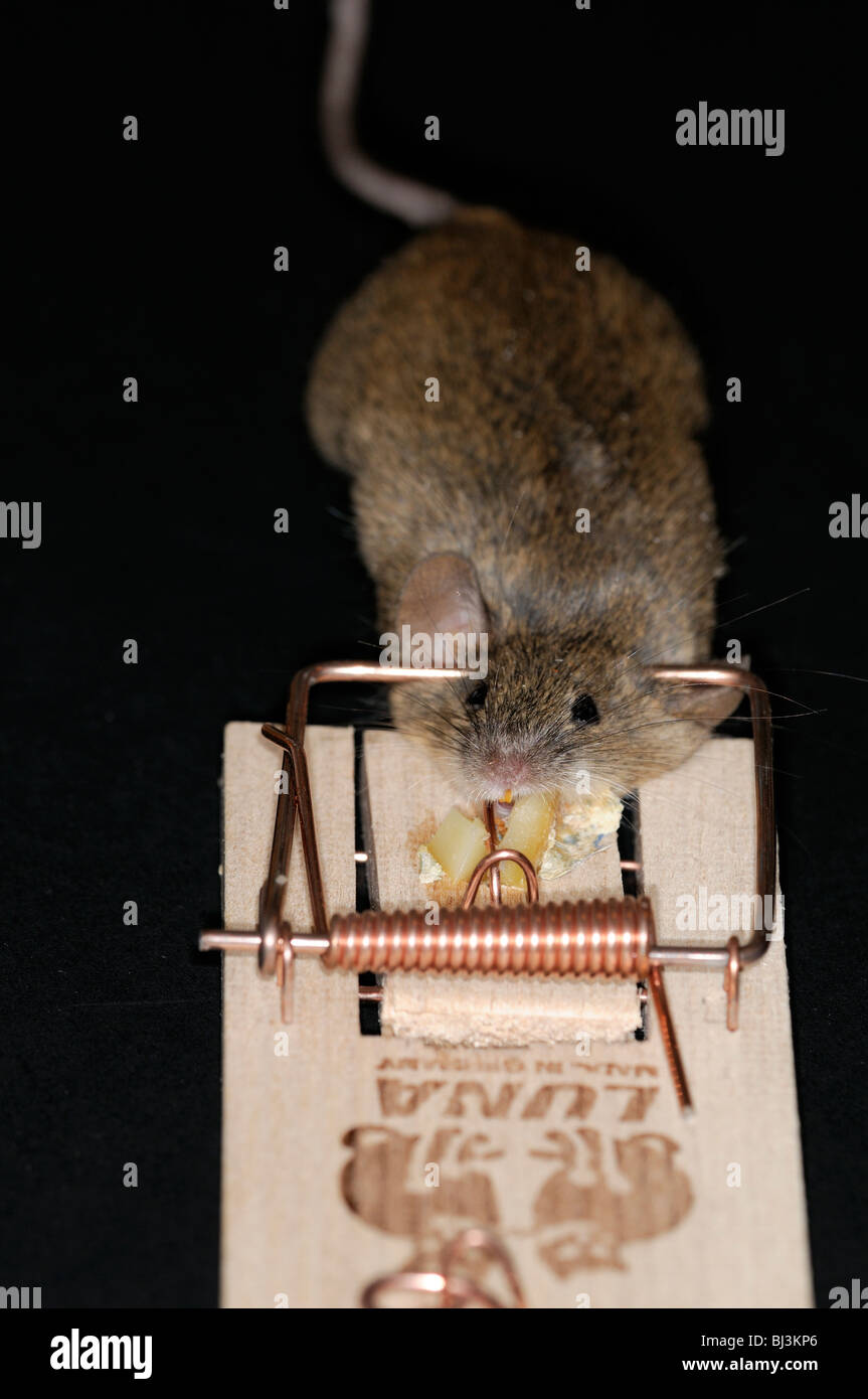 dead mouse caught in a spring mouse trap plain background cheese bait ...
