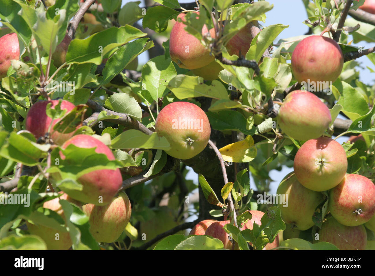 Apple tree with apples Stock Photo - Alamy