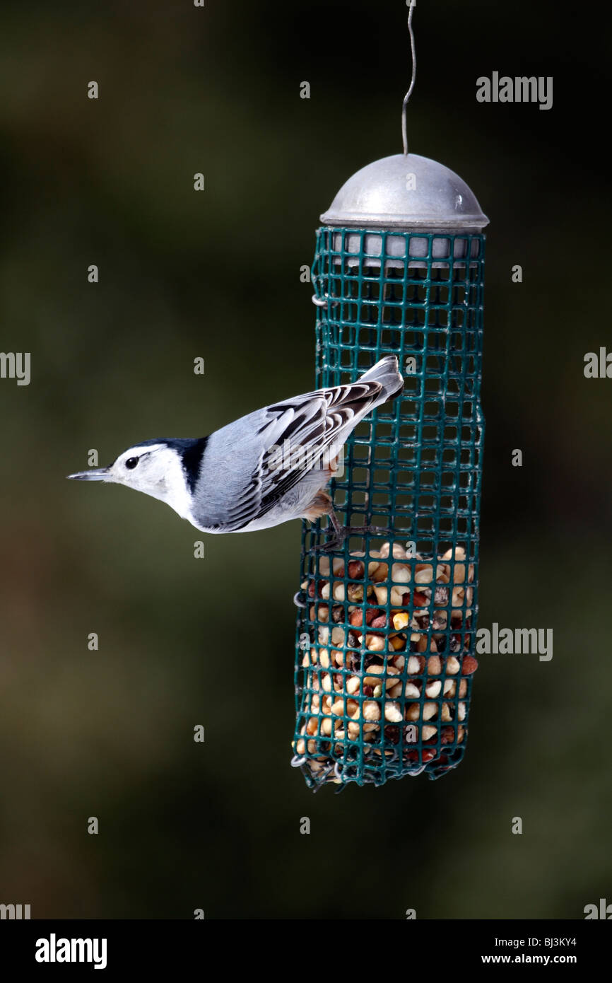 White-breasted Nuthatch, Sitta carolinensis, at bird feeder Stock Photo ...