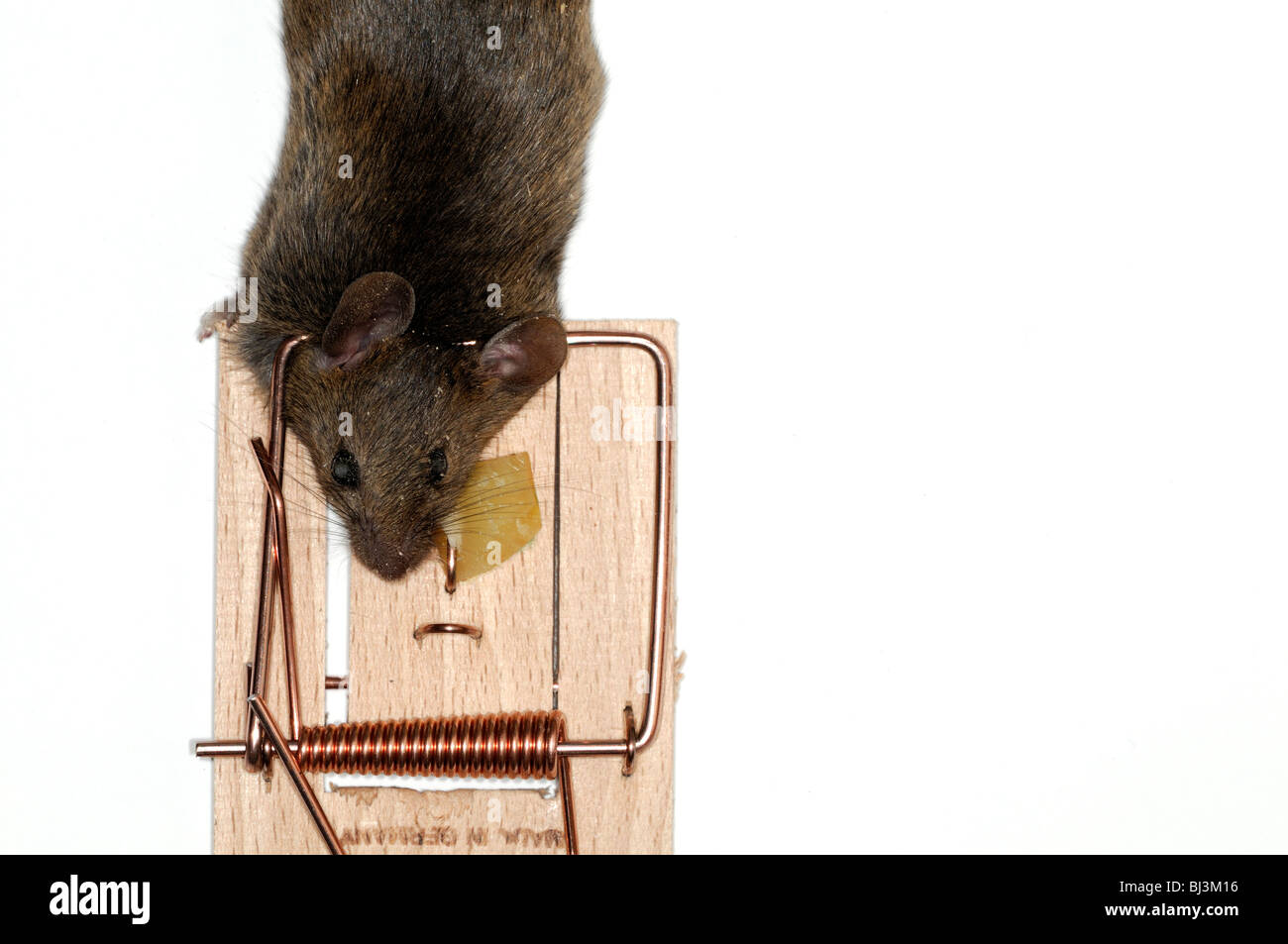 dead mouse caught in a spring mouse trap plain background cheese bait ...