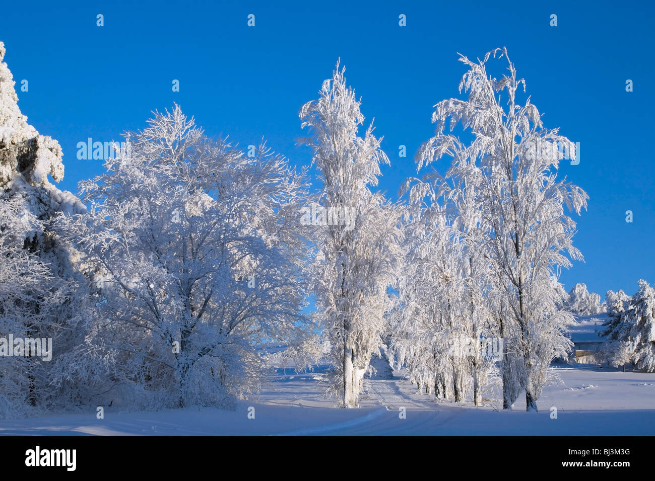 Canada forst winter hi-res stock photography and images - Alamy