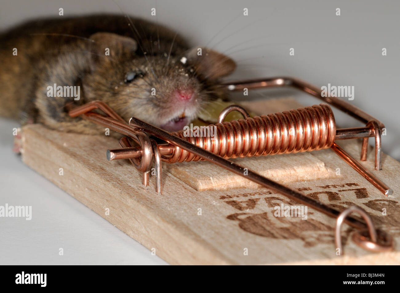 dead mouse caught in a spring mouse trap plain background cheese bait ...