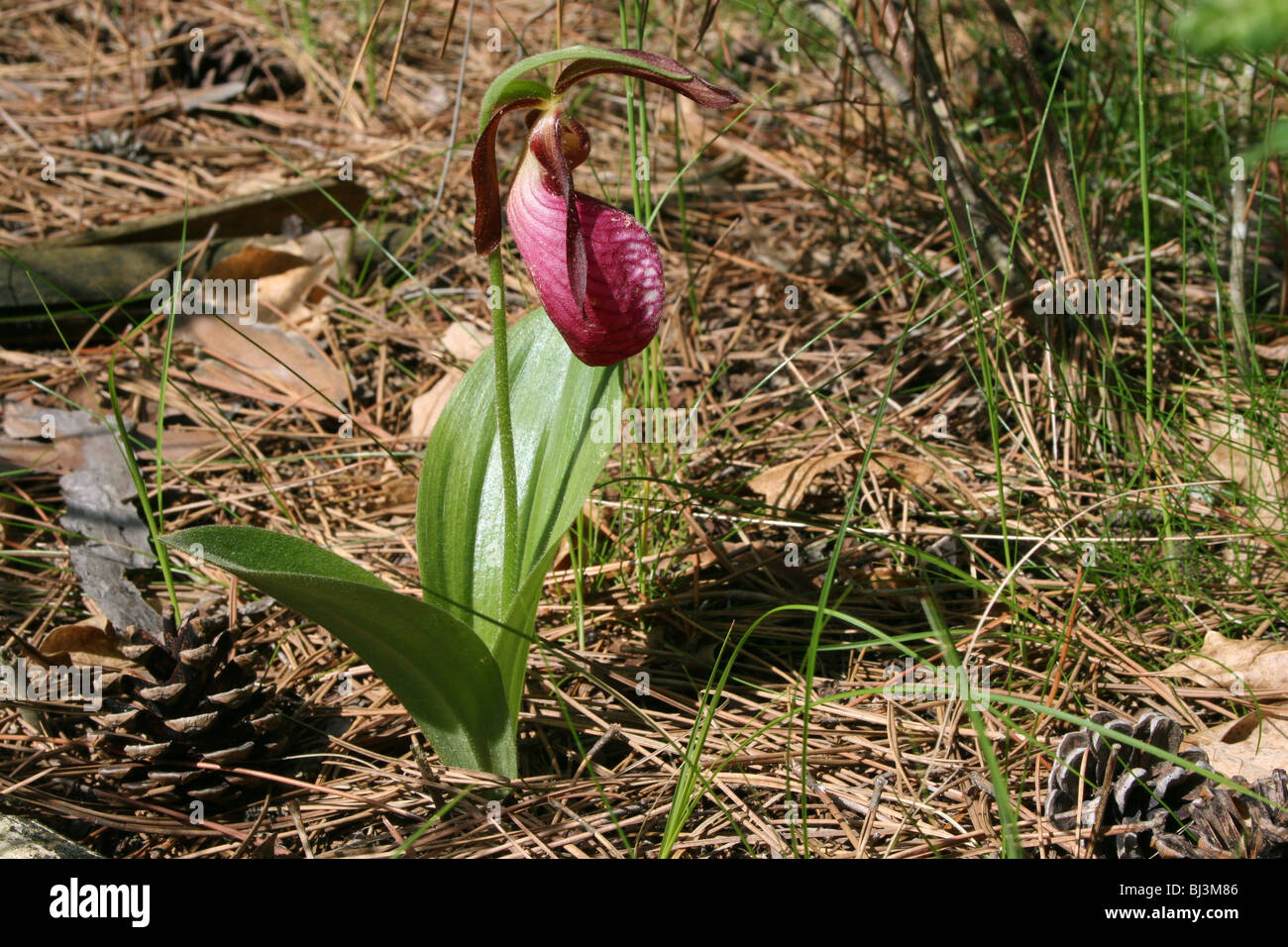 Pink Lady's Slipper Orchid or Moccasin Flower Cypripedium acaule ...