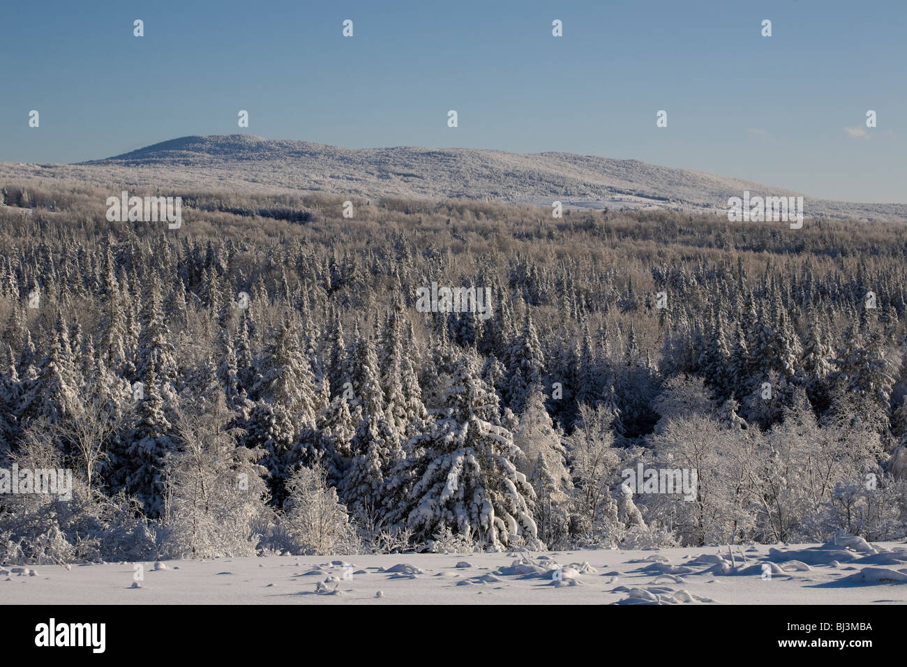 Snowy forest in winter, Canada Stock Photo - Alamy