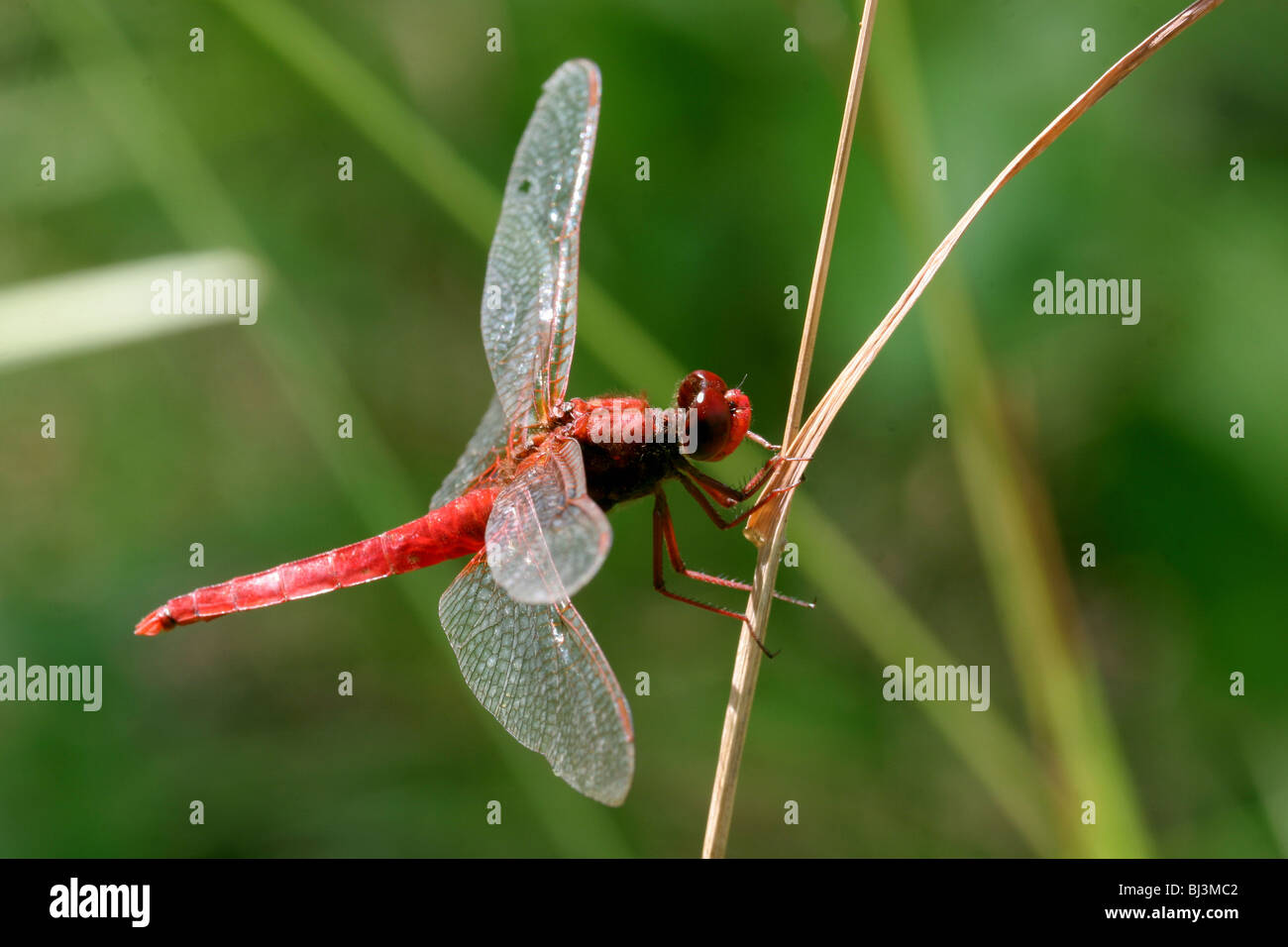 Scarlet Dragonfly in closeup Stock Photo - Alamy