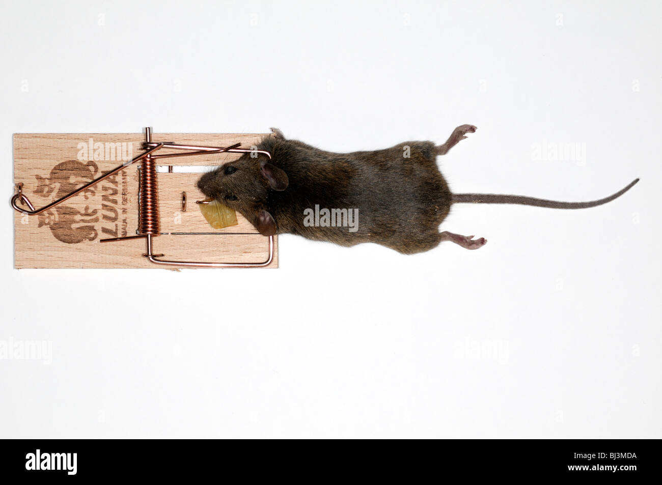 dead mouse caught in a spring mouse trap plain background cheese bait ...