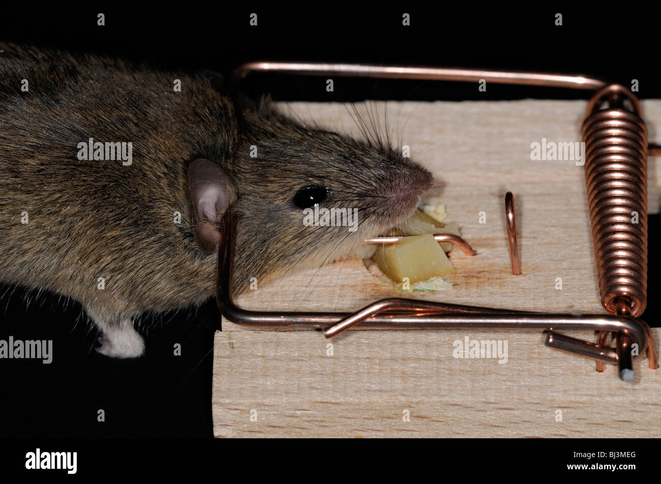 dead mouse caught in a spring mouse trap plain background cheese bait ...