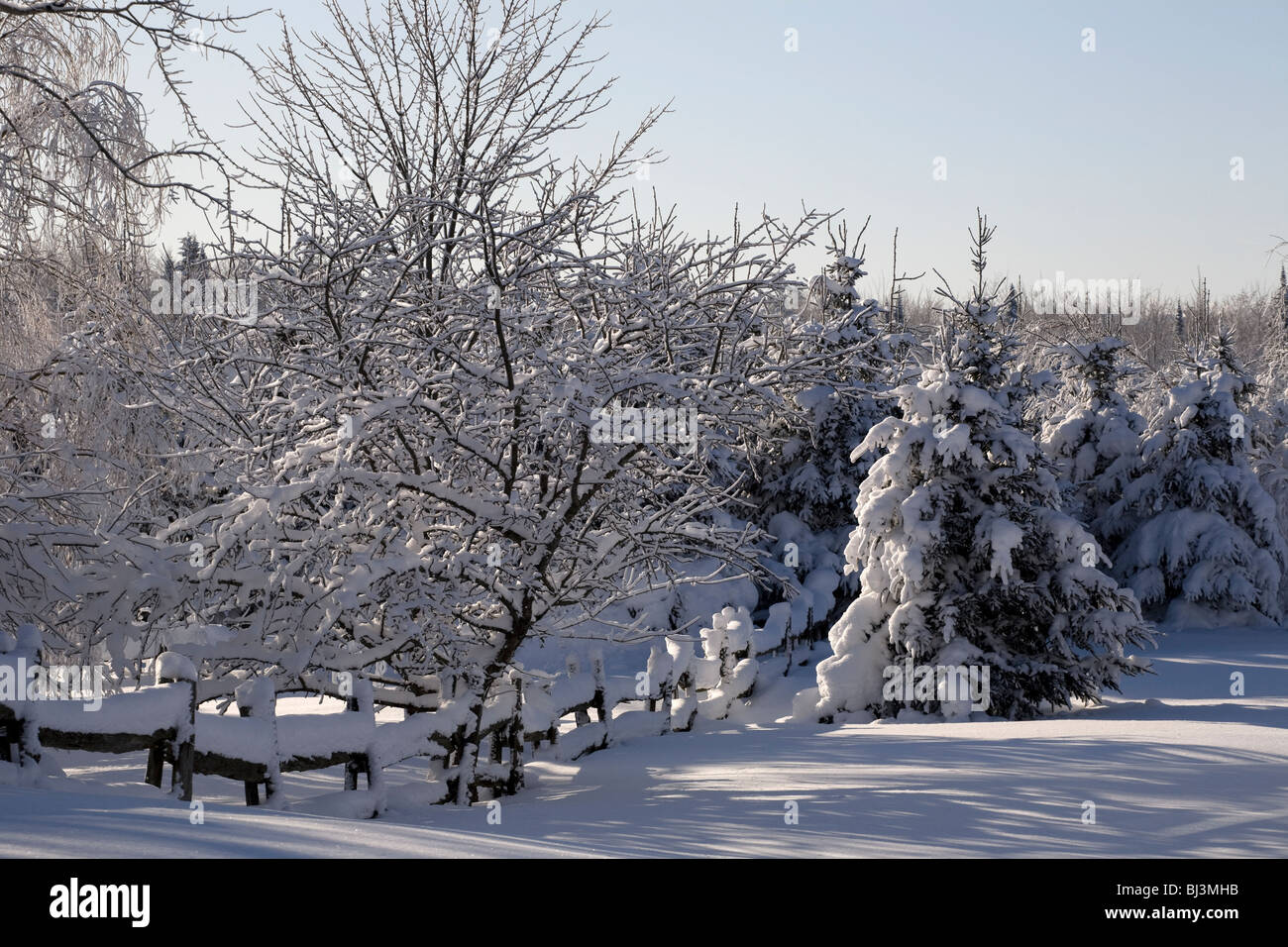 Snowy forest in winter, Canada Stock Photo - Alamy