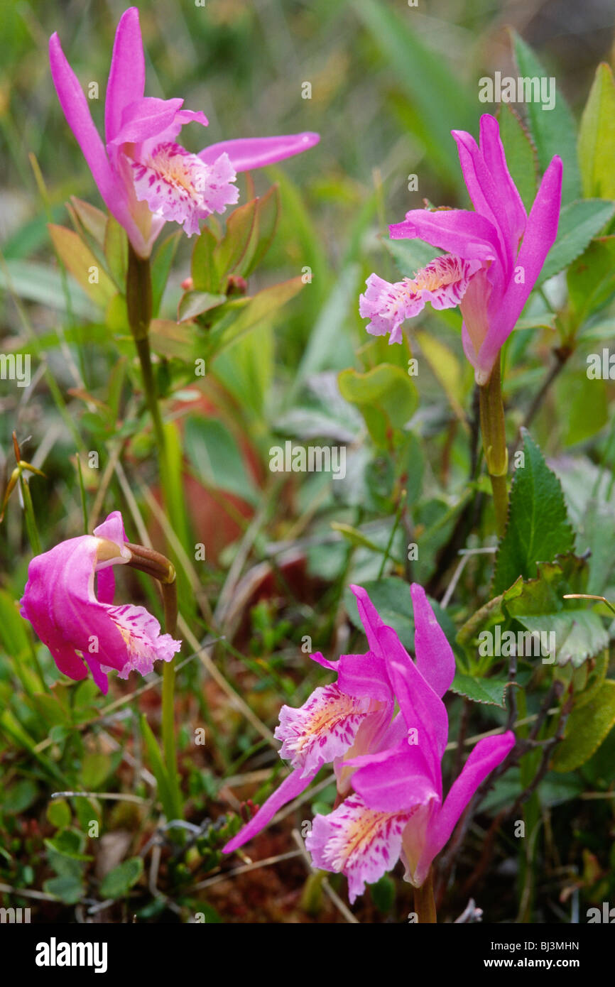 Arethusa orchid (Arethusa bulbosa Stock Photo - Alamy