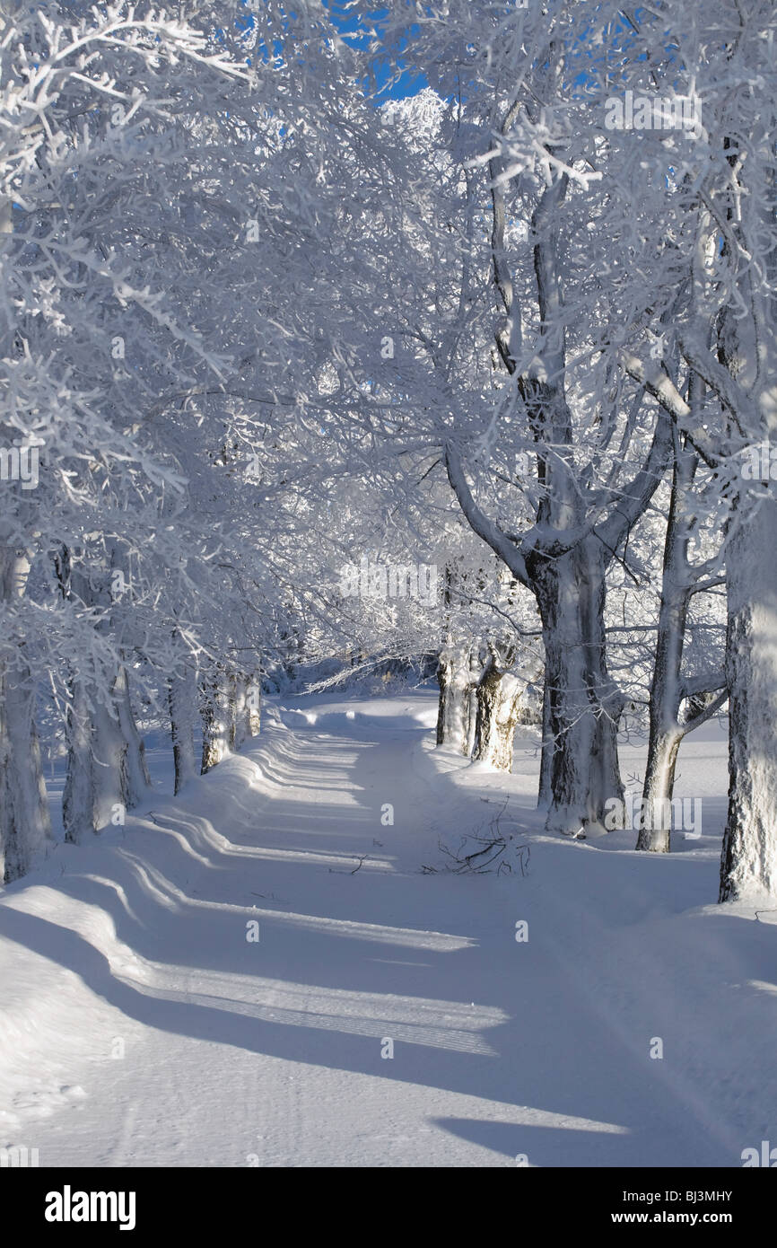 Canada forst snow hi-res stock photography and images - Alamy