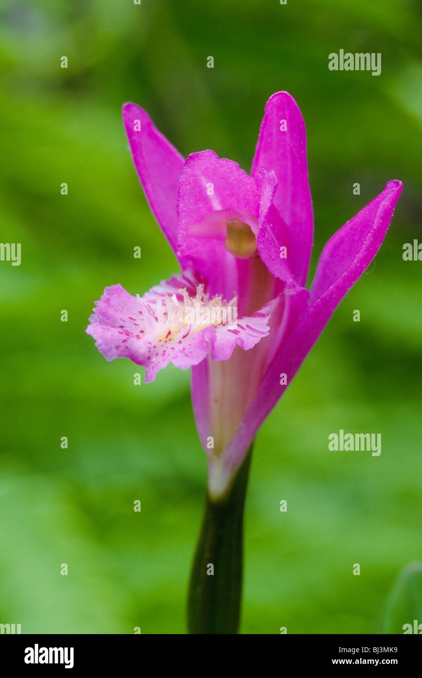 Arethusa orchid (Arethusa bulbosa Stock Photo - Alamy