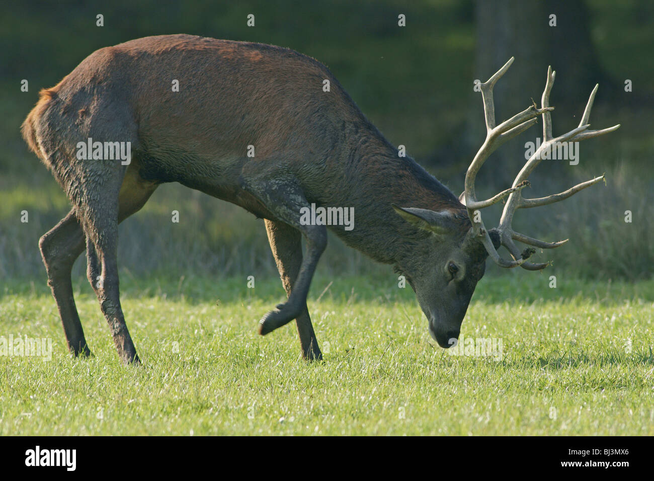 Red deer (Cervus elaphus), buck Stock Photo - Alamy