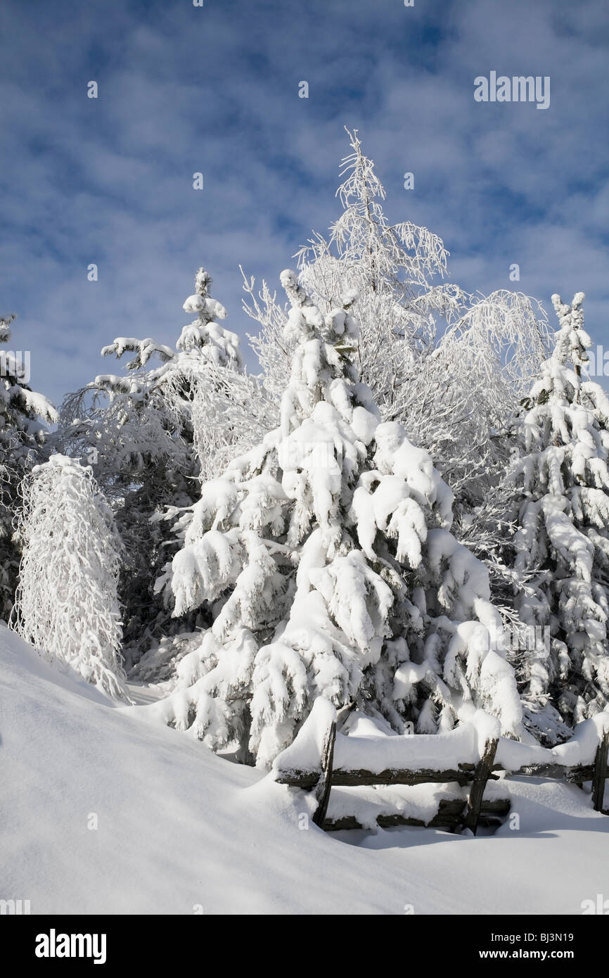 Snowy forest in winter, Canada Stock Photo - Alamy