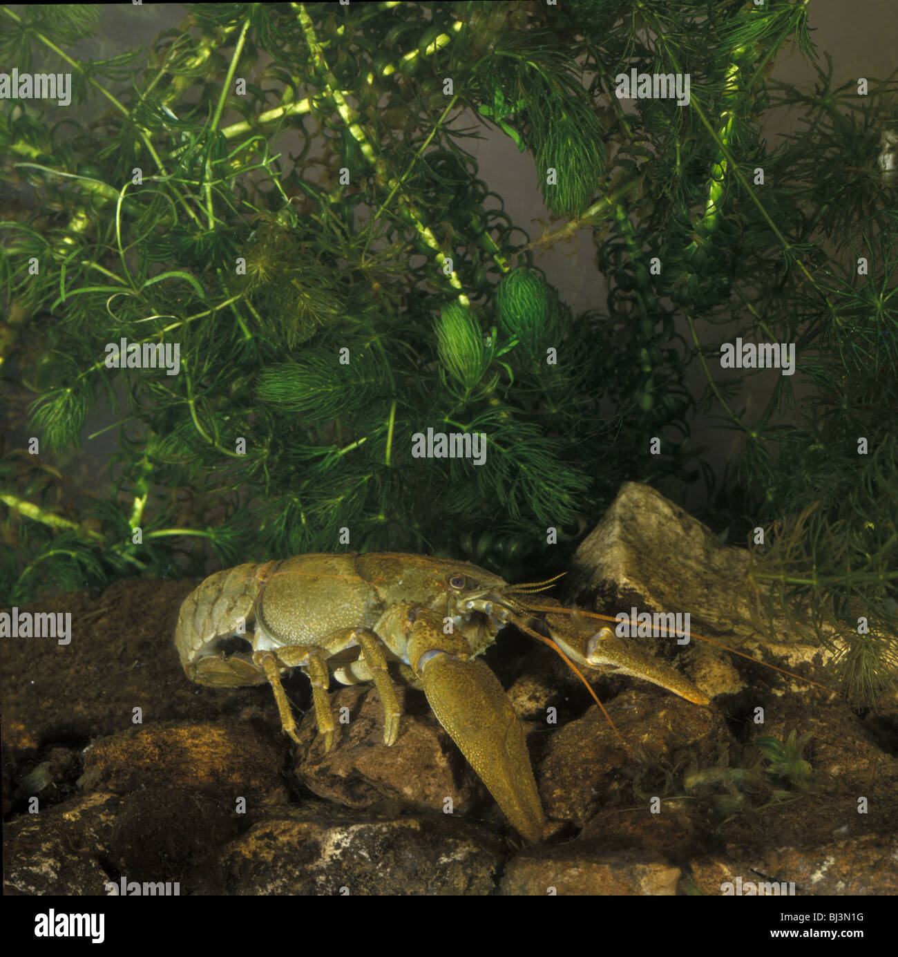 Atlantic Stream Crayfish (Austropotamobius pallipes Stock Photo - Alamy