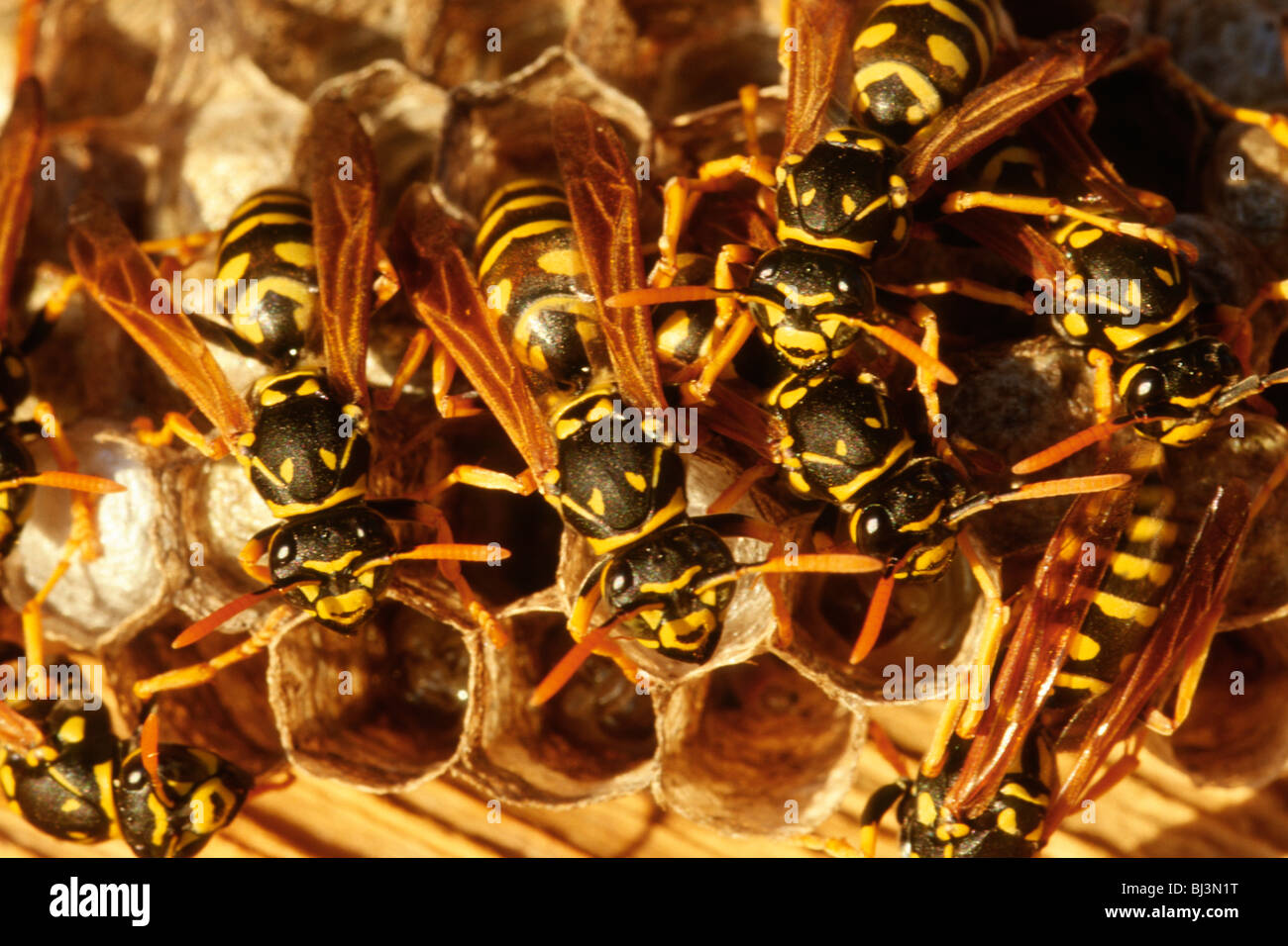 Vespid wasps (Vespidae), paper wasp Stock Photo - Alamy