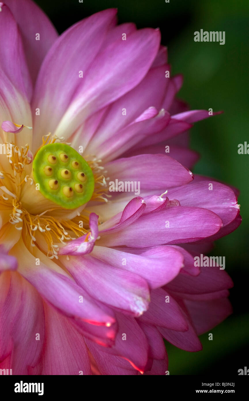 ONe of a series of images showing a lotus flower at various stages of ...
