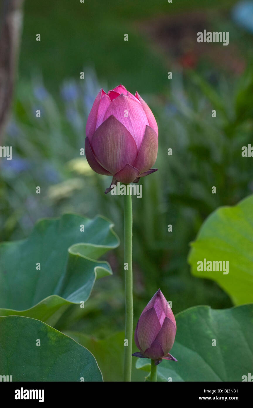Stages of lotus flower hi-res stock photography and images - Alamy