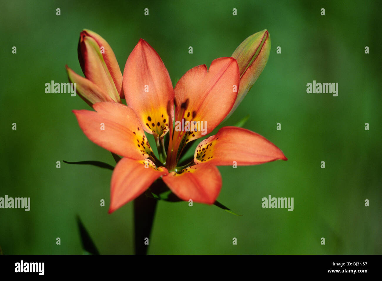 Philadelphicum hi-res stock photography and images - Alamy